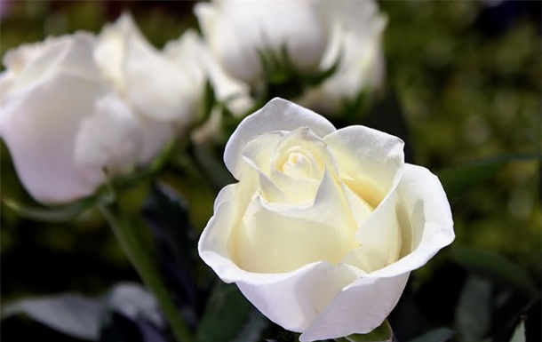 Donate to a funeral - Maisie Edwards | AB Walker