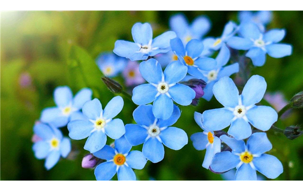 Daphne Hissey Funeral Details | AB Walker