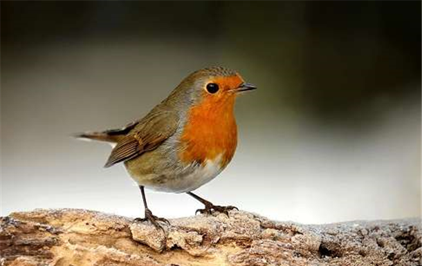 Donate to a funeral - Roberta Avril Boyle 'Robin' | AB Walker